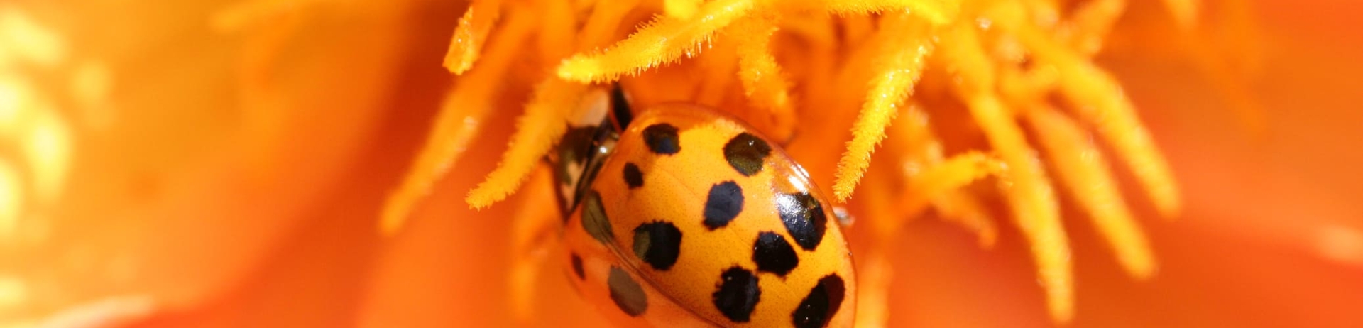 Experience the Victoria Bug Zoo | Fairmont Empress