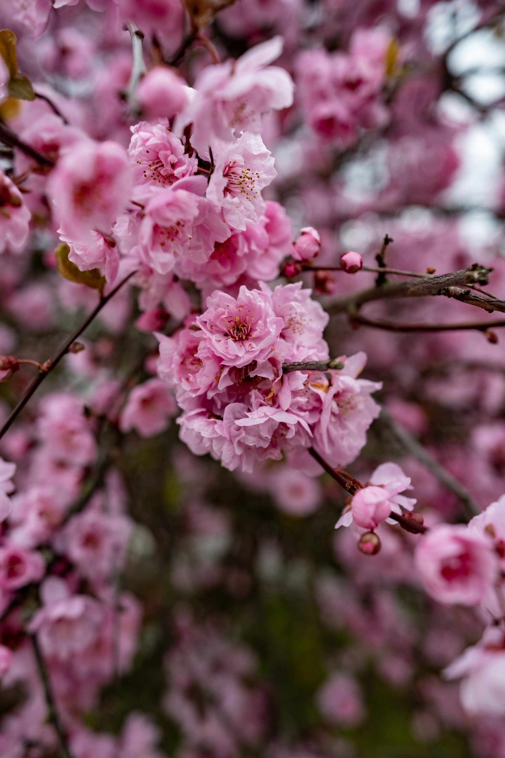 Cherry Blossom Season in BC's Capital City | Fairmont Empress | Victoria BC